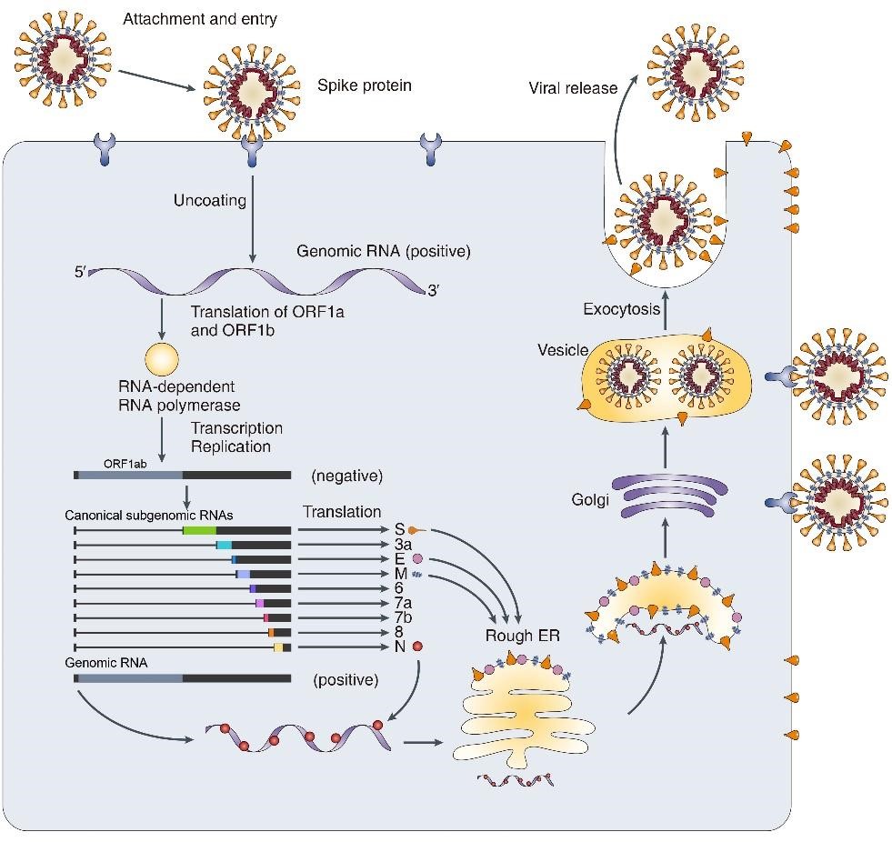 Cell: The architecture of SARS-CoV-2 transcriptome – 子夜星河